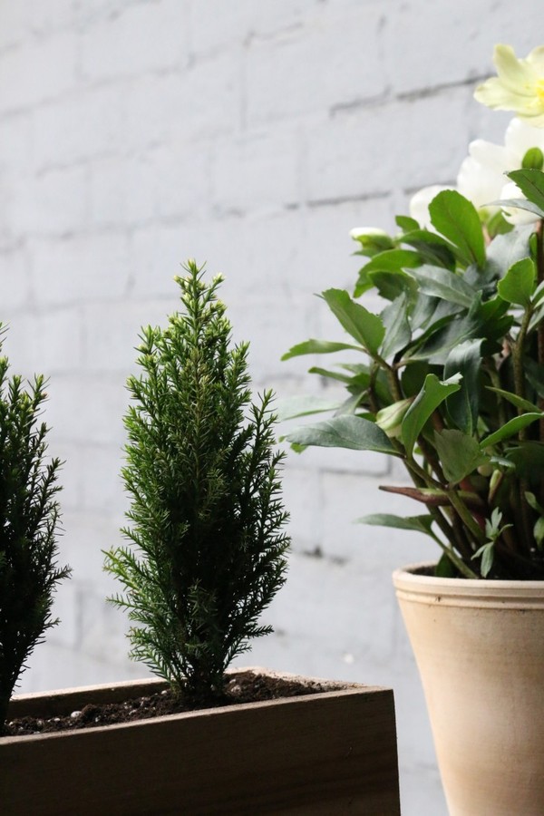 Rustic Decor Idea: Tiny Trees in Boxes for Winter - ManMadeDIY