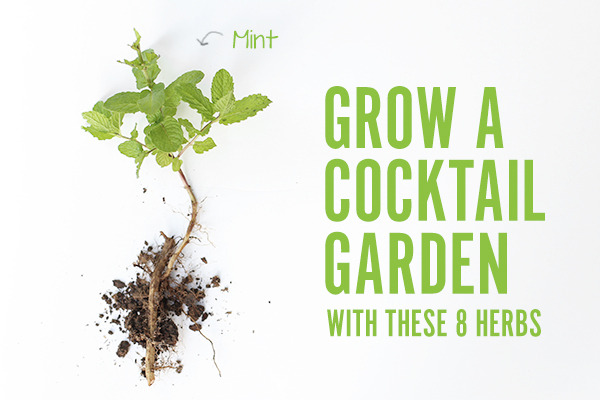 How to: Grow these 8 Herbs for an Amazing Cocktail Garden - ManMadeDIY