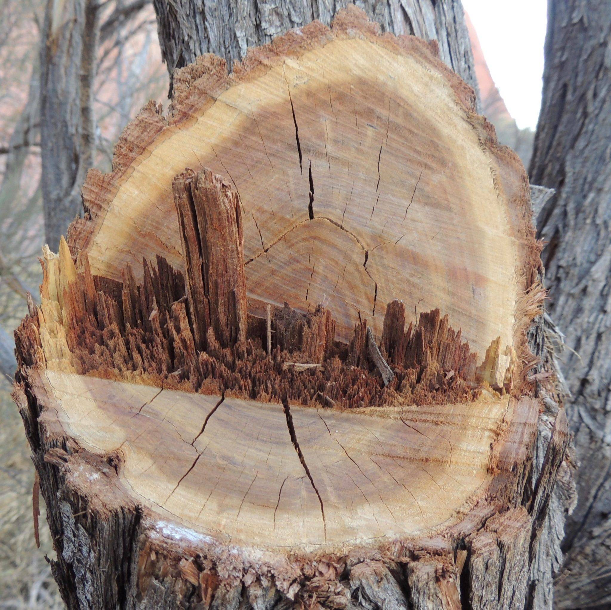 How to Notch A Tree - ManMadeDIY