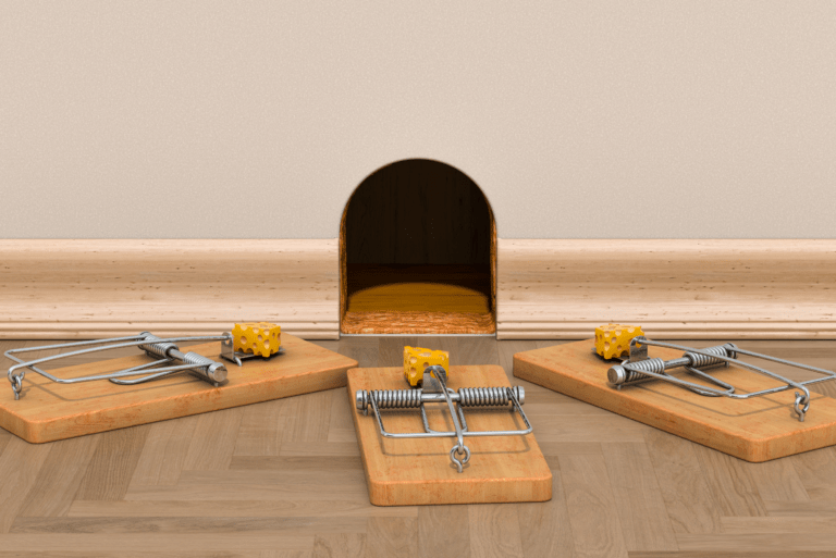 DIY Mouse Trap: Homemade Solutions for Catching Mice - ManMadeDIY
