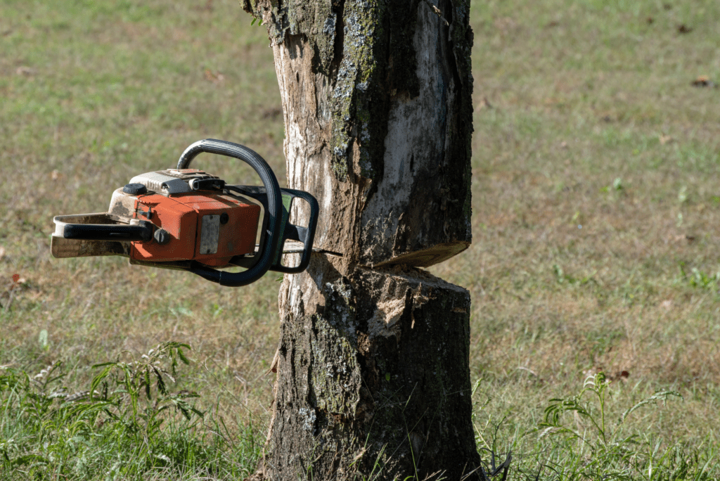 A Step-by-Step Guide on How to Fell a Tree with a Chainsaw - ManMadeDIY
