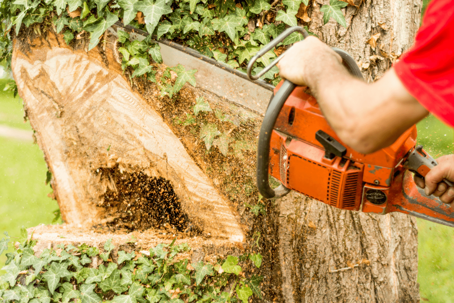 A Step-by-Step Guide on How to Fell a Tree with a Chainsaw - ManMadeDIY