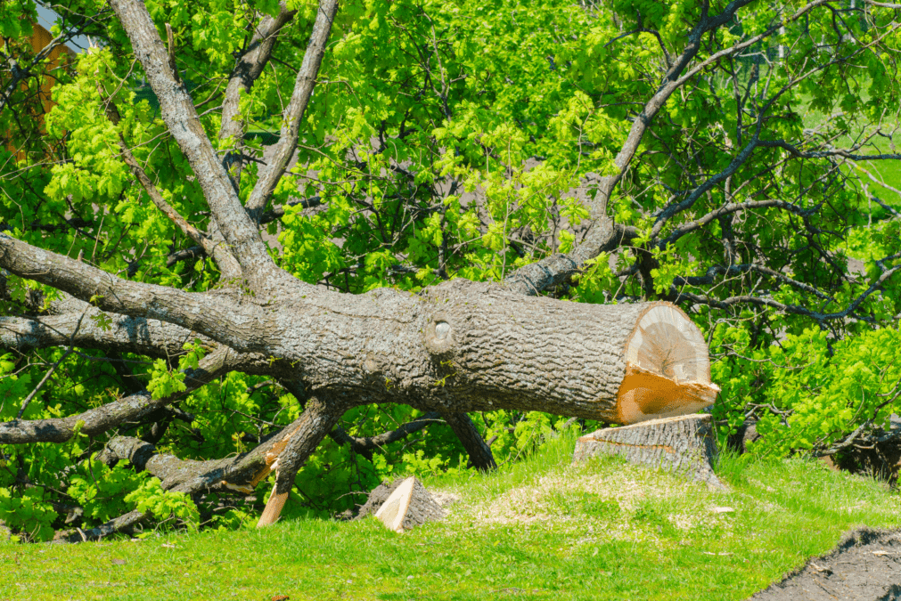 A Step-by-Step Guide on How to Fell a Tree with a Chainsaw - ManMadeDIY