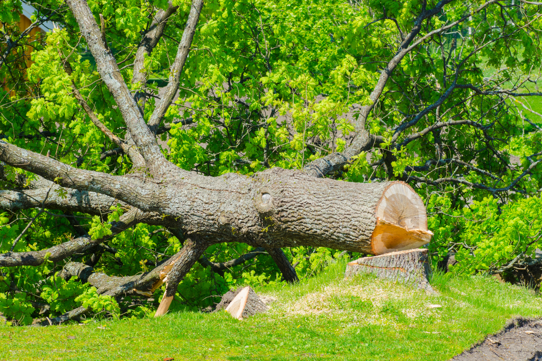 A Step-by-Step Guide on How to Fell a Tree with a Chainsaw - ManMadeDIY