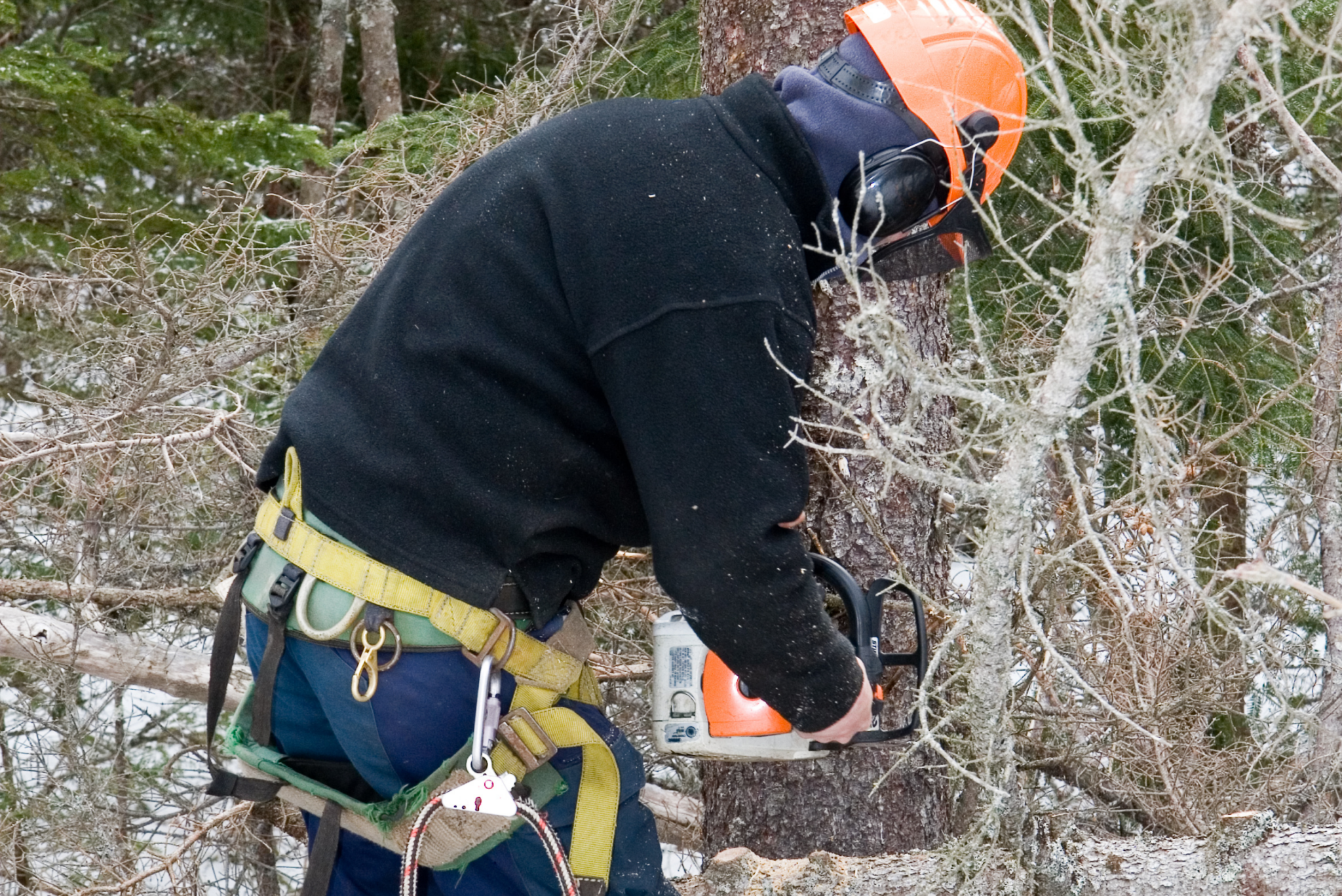 A Step-by-Step Guide on How to Fell a Tree with a Chainsaw - ManMadeDIY