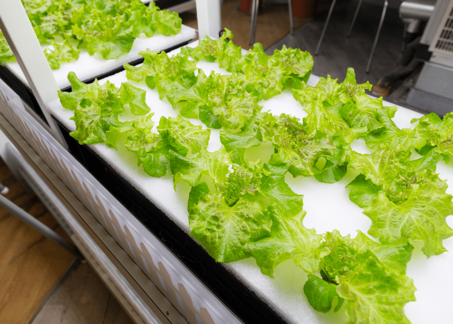 A Guide to Building Your Own DIY Hydroponic System - ManMadeDIY