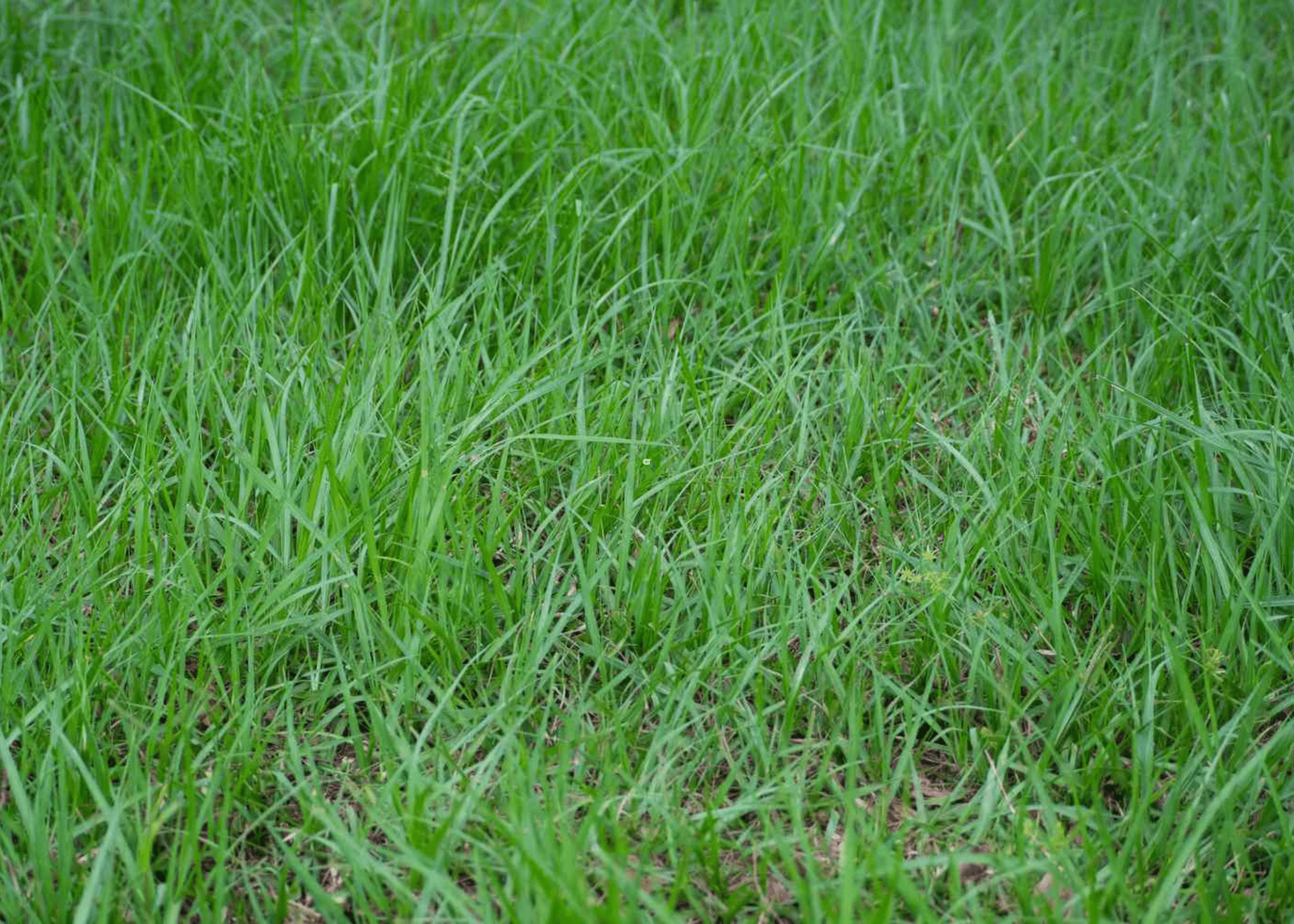 10 Types of Grass to Consider for Your Lawn - ManMadeDIY