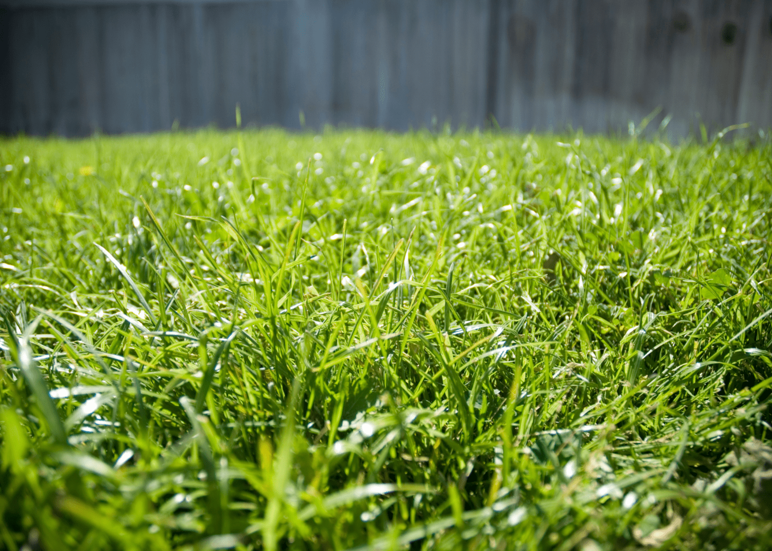 10 Types of Grass to Consider for Your Lawn - ManMadeDIY
