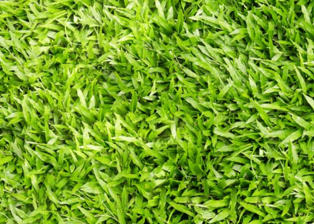 10 Types of Grass to Consider for Your Lawn - ManMadeDIY