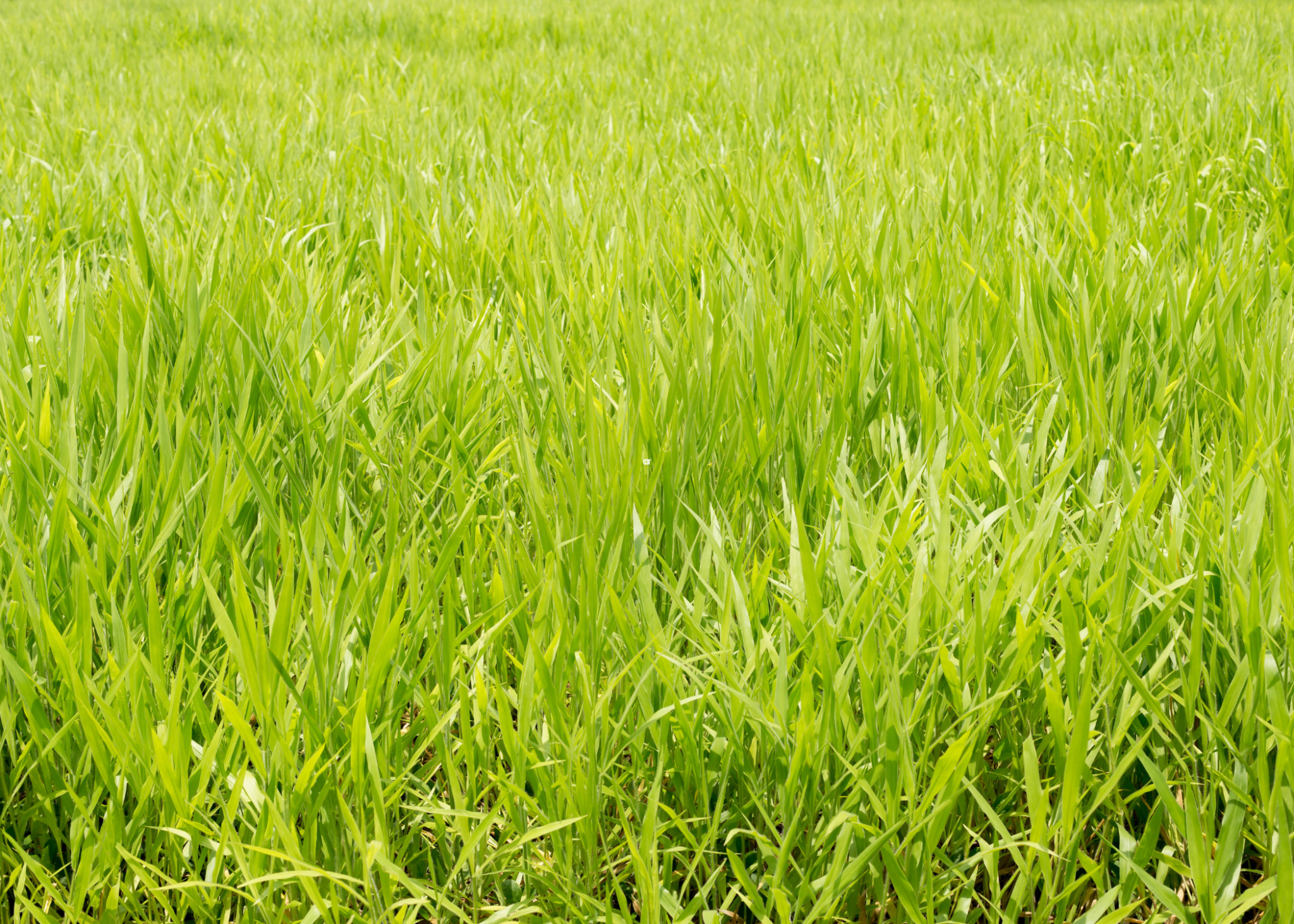 10 Types of Grass to Consider for Your Lawn - ManMadeDIY