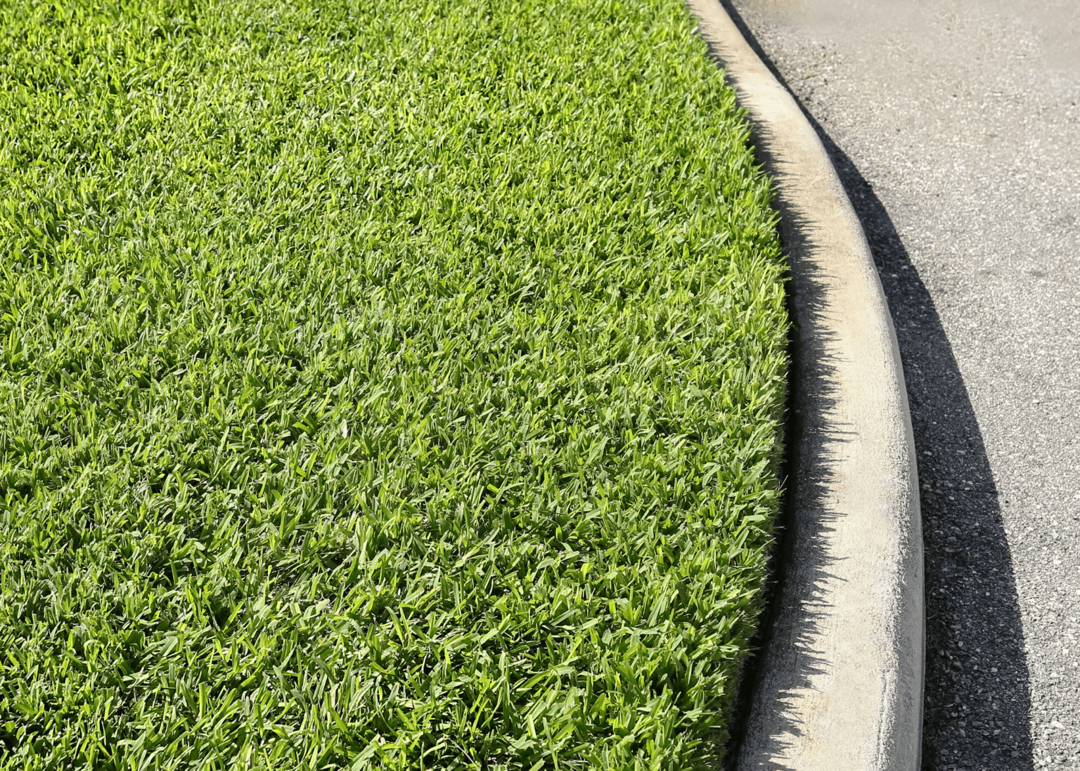 10 Types of Grass to Consider for Your Lawn - ManMadeDIY