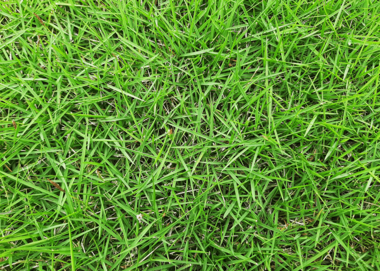 10 Types of Grass to Consider for Your Lawn - ManMadeDIY