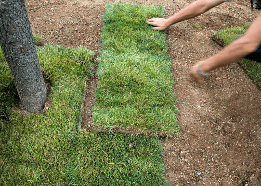10 Types of Grass to Consider for Your Lawn - ManMadeDIY