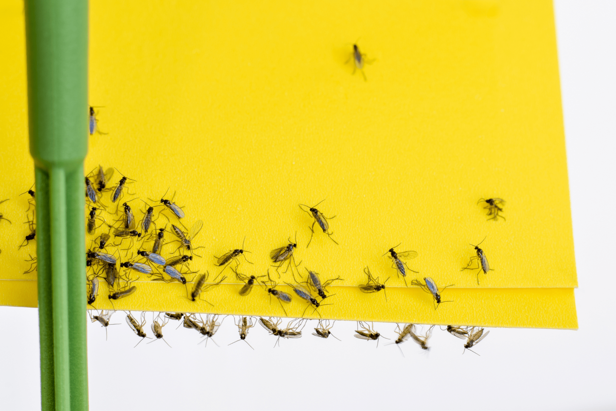Effective Methods for Eliminating Gnats Without Using Apple Cider ...