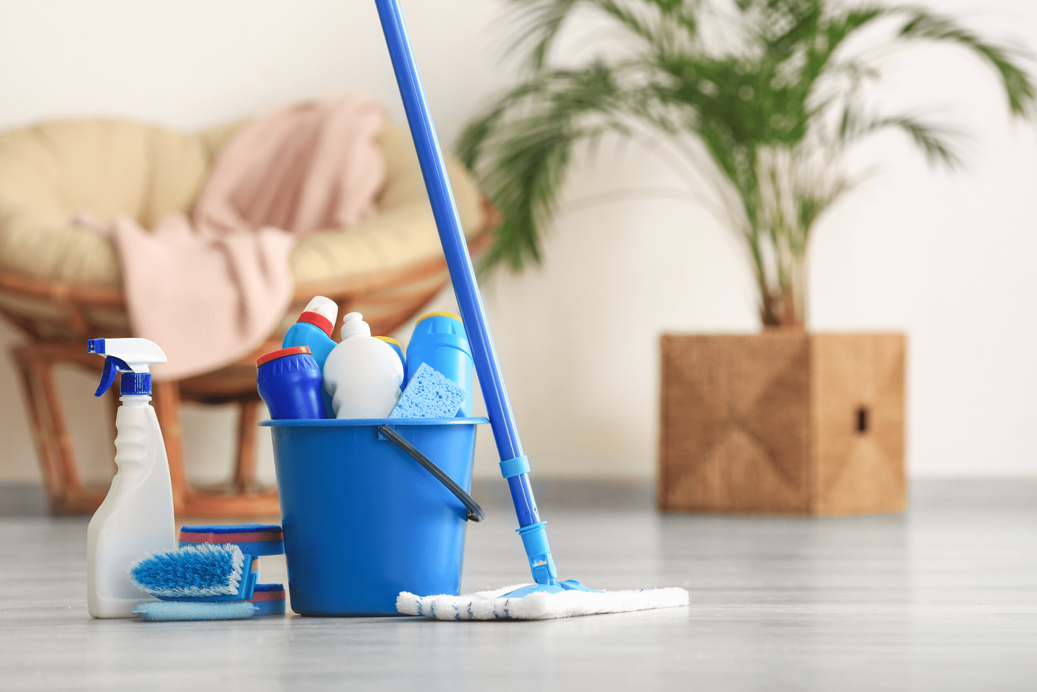 Effective Methods for Eliminating Gnats Without Using Apple Cider ...