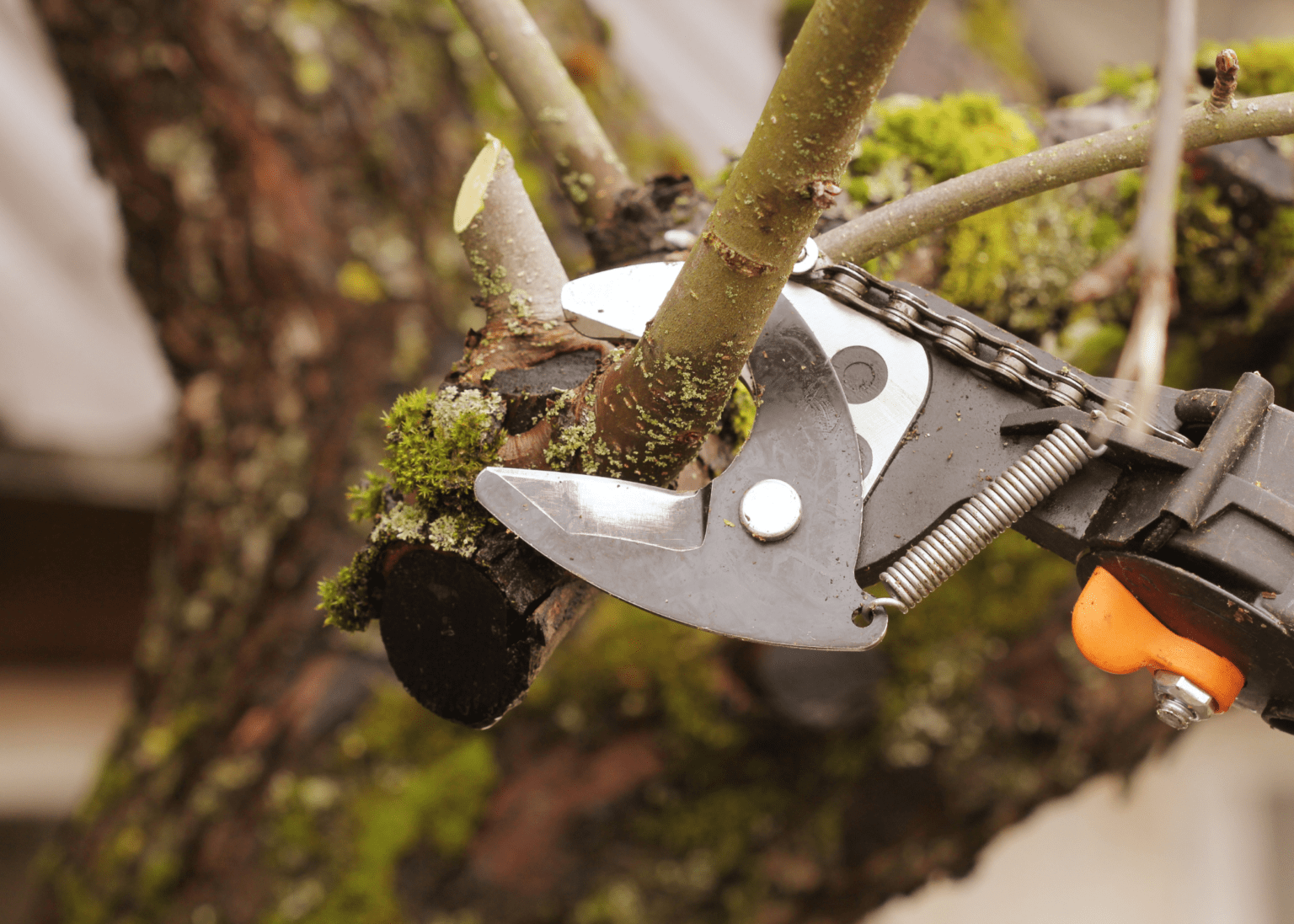 How to Easily Remove Tree Roots on Your Own - ManMadeDIY