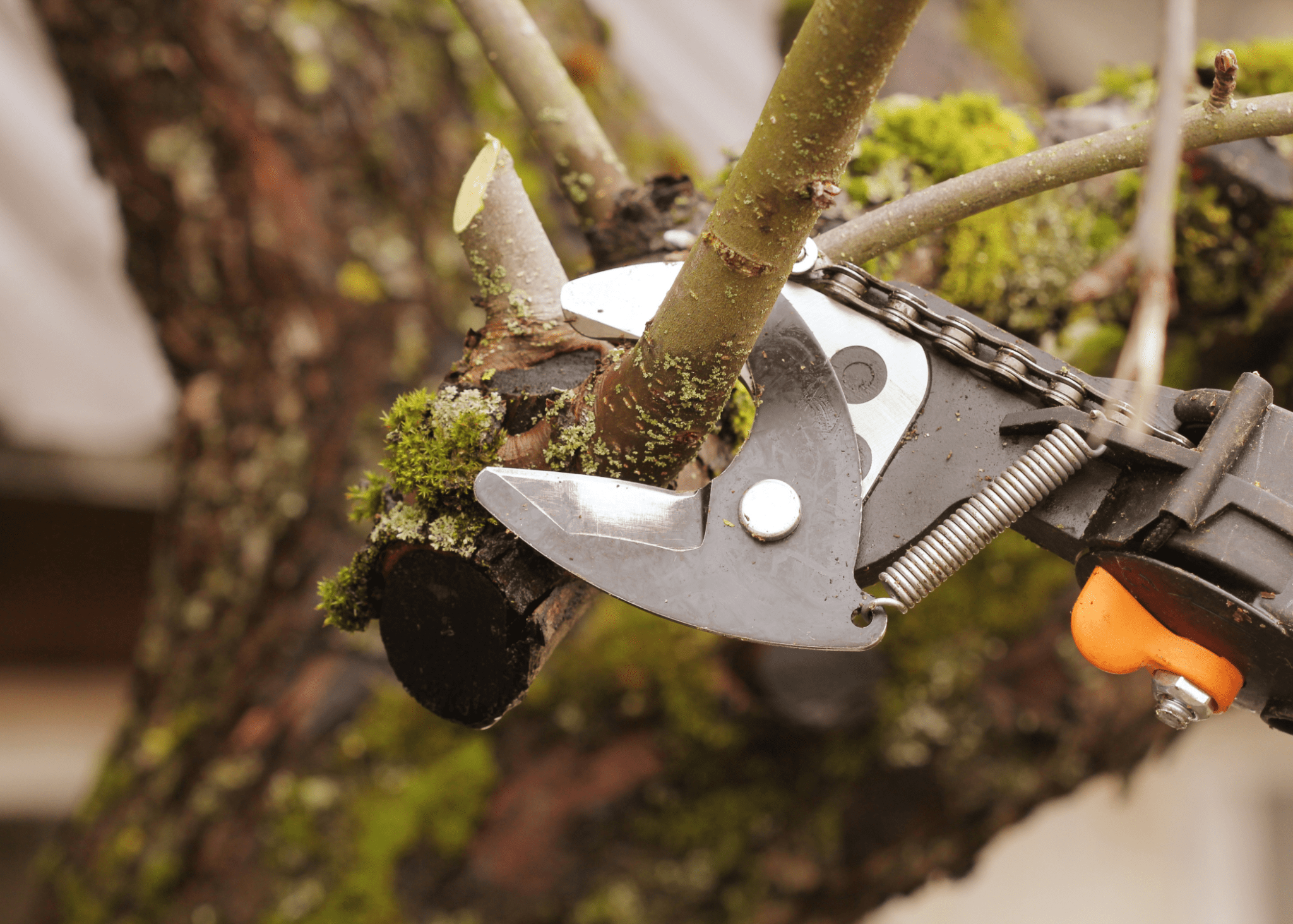 How to Easily Remove Tree Roots on Your Own - ManMadeDIY