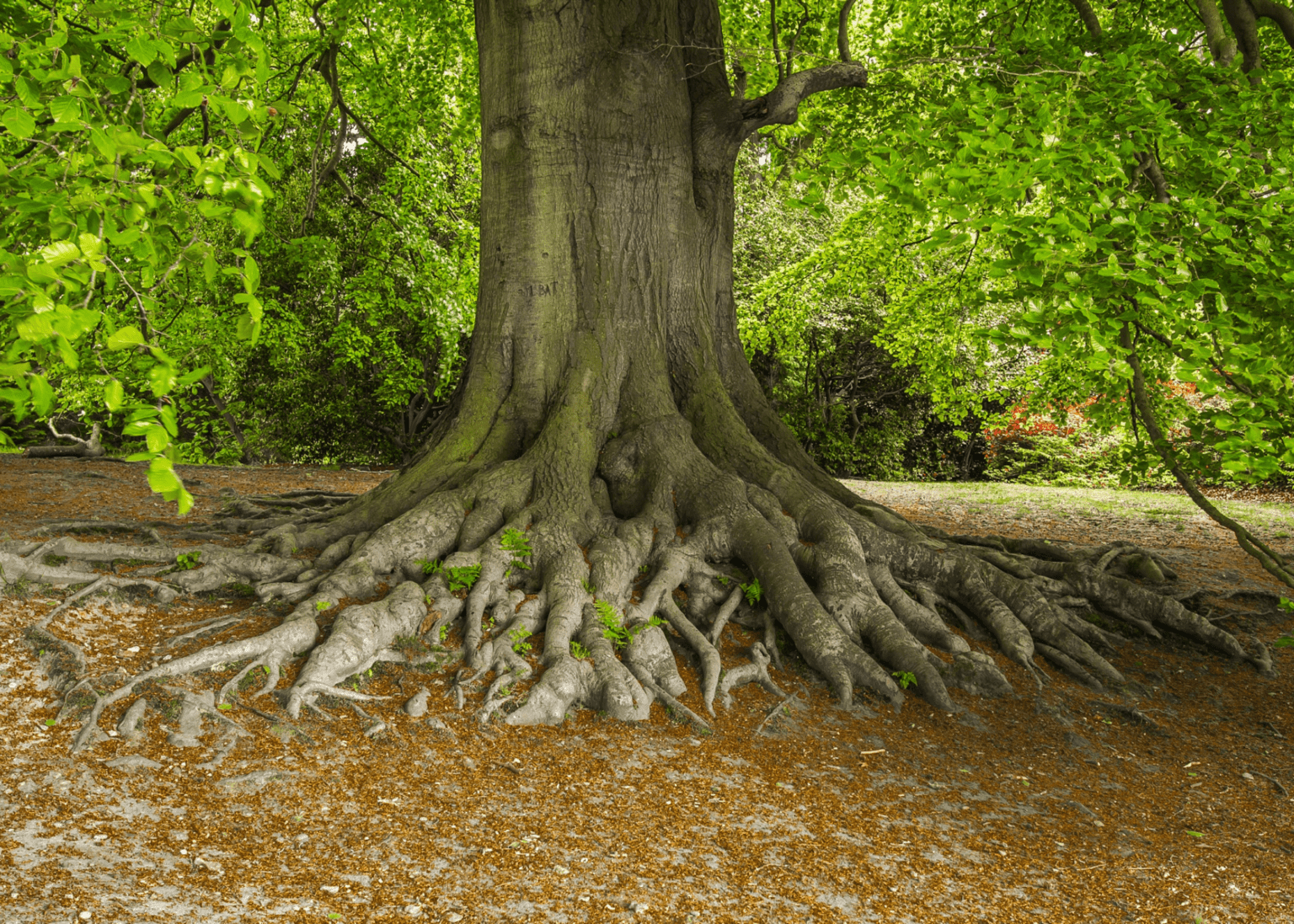 How to Easily Remove Tree Roots on Your Own - ManMadeDIY