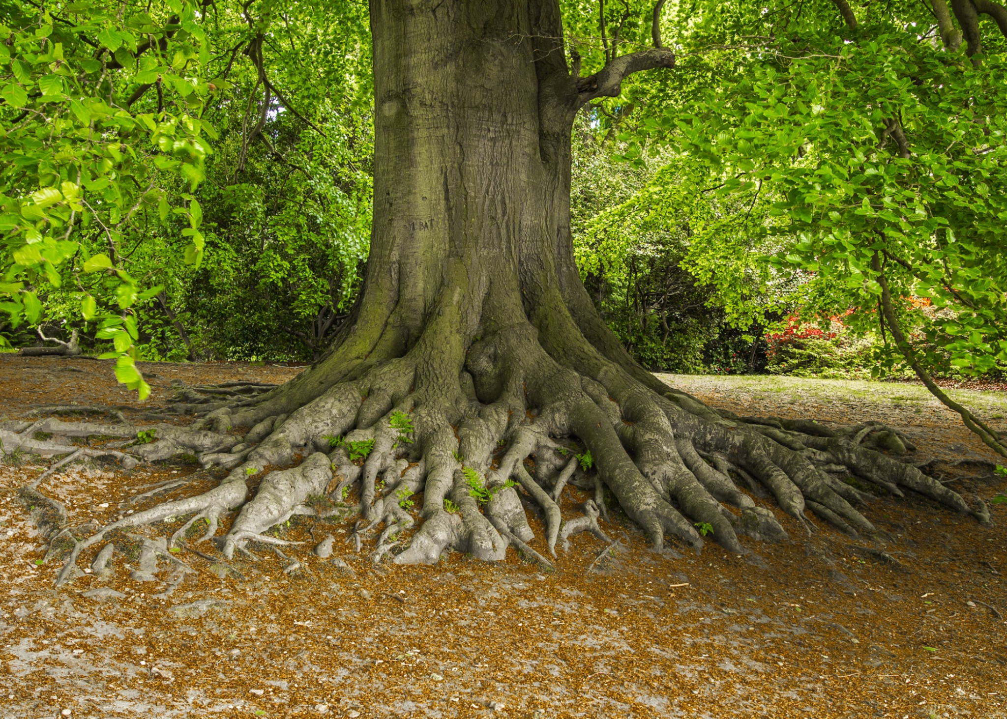 How to Easily Remove Tree Roots on Your Own - ManMadeDIY