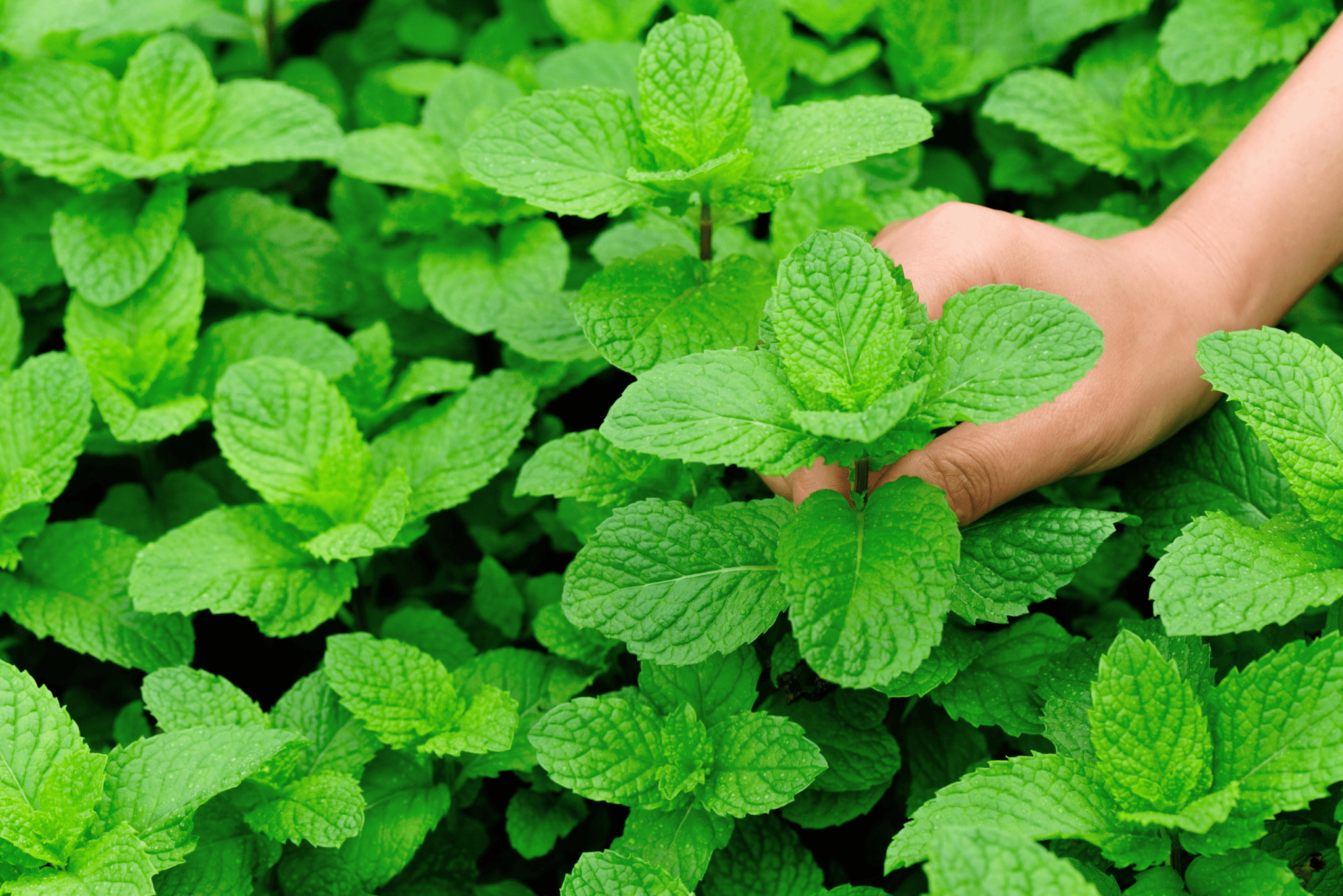Rat-Proof Your Garden Naturally With These 3 Proven Plants - ManMadeDIY