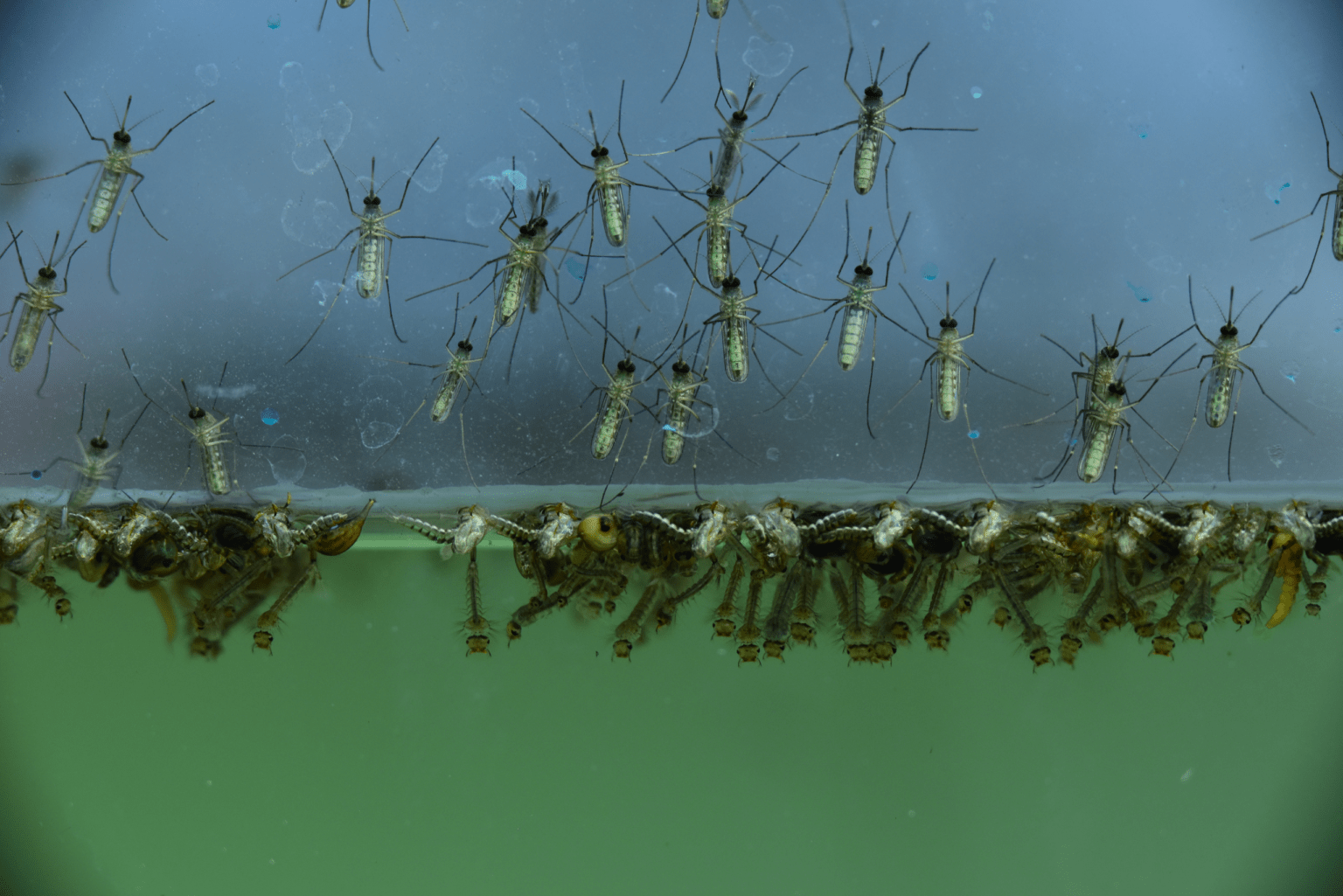 How Mosquitoes Survive the Winter Months - ManMadeDIY