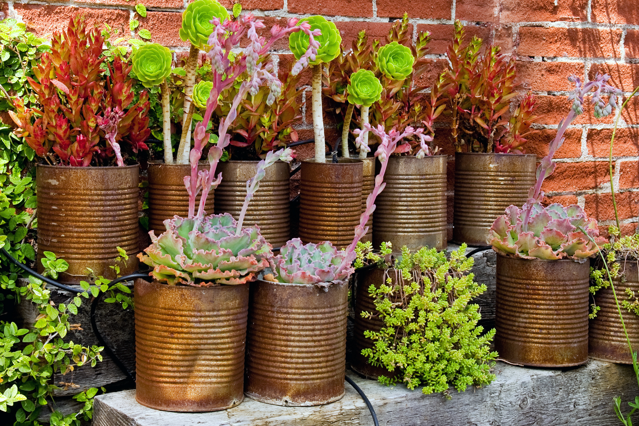 Are Rusty Pots Really a Problem For Your Plants? - ManMadeDIY