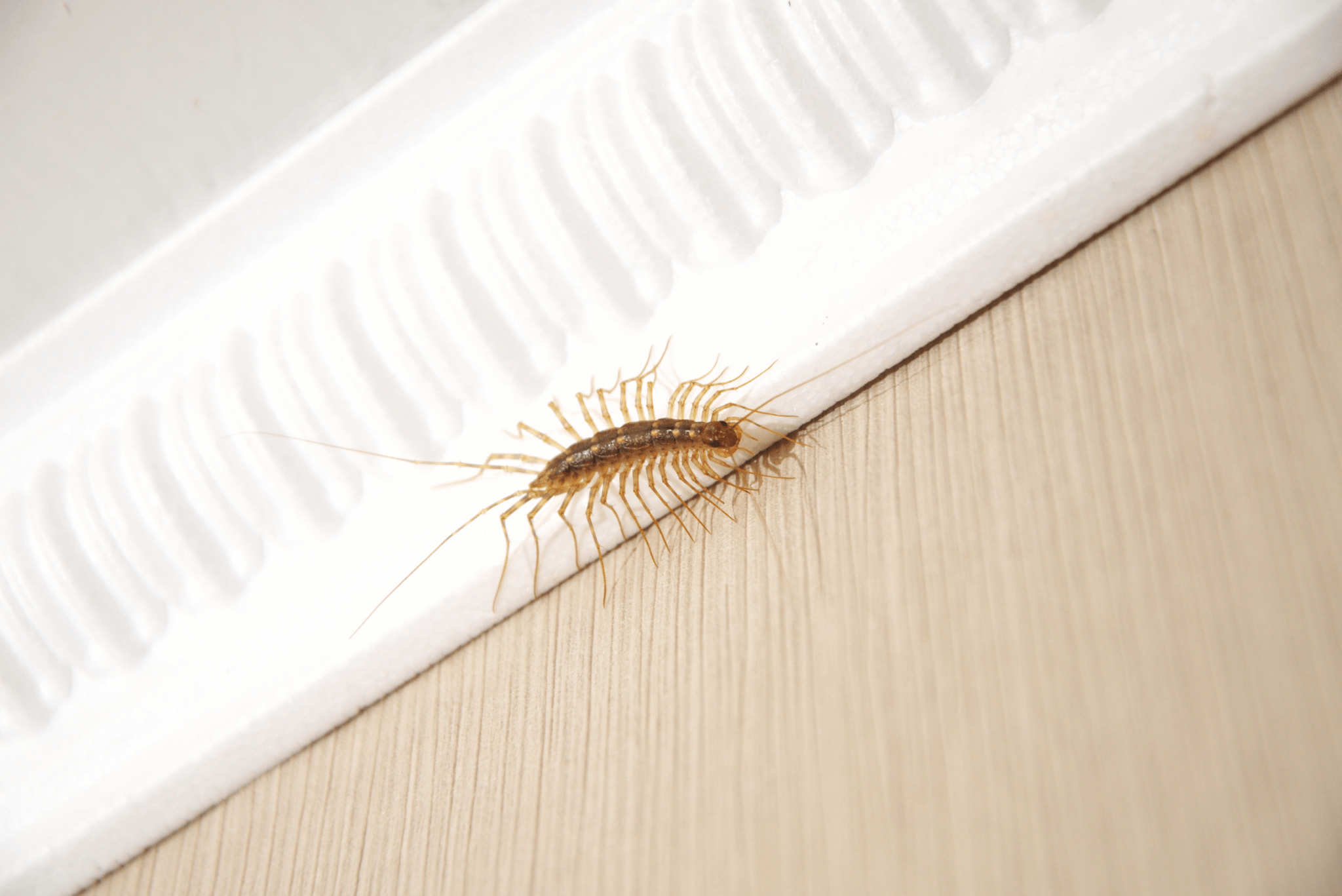 Why You Should Never Kill This Common Household Bug - ManMadeDIY