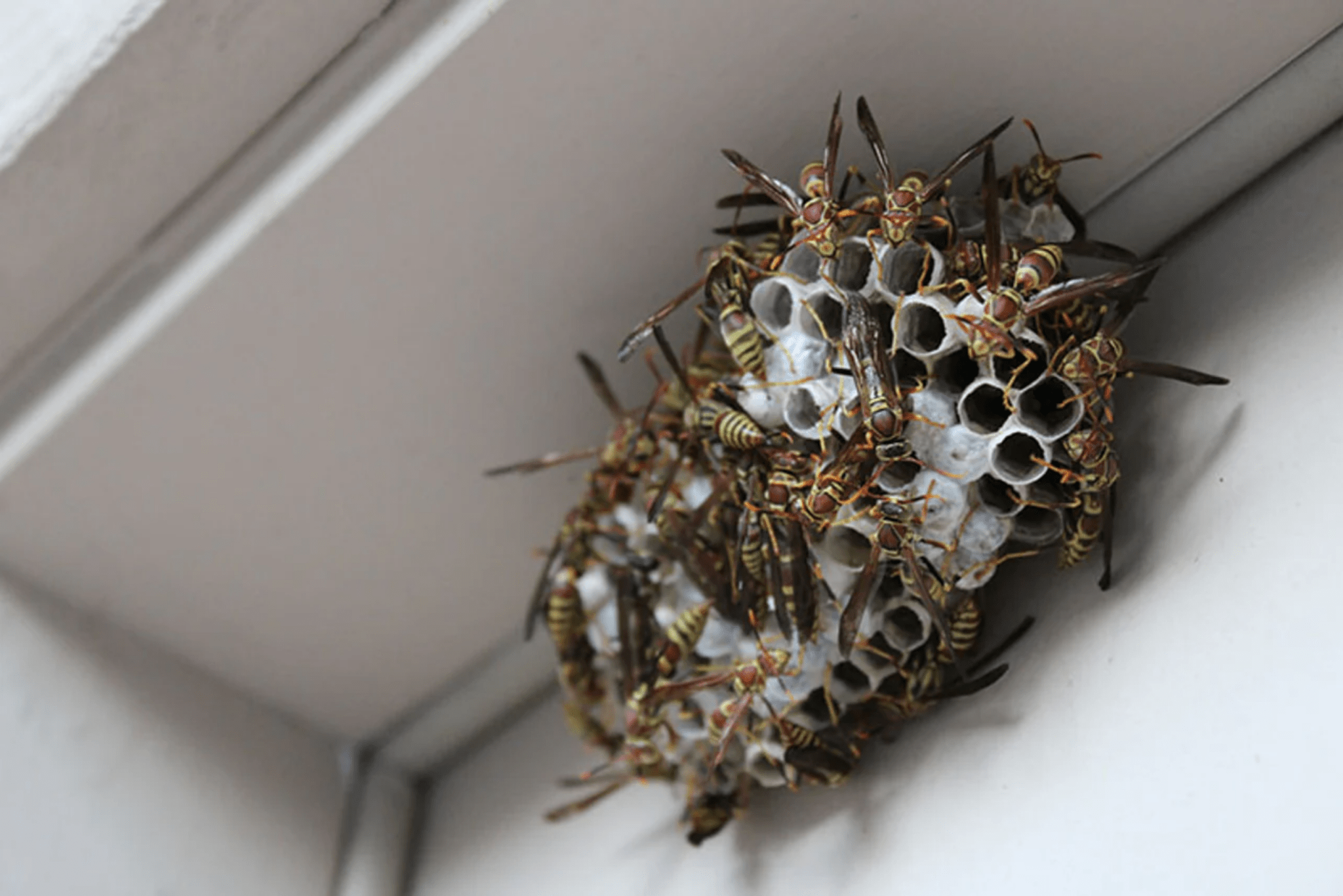 Stop Summer Wasps Before They Start by Eliminating the Queen in Spring ...