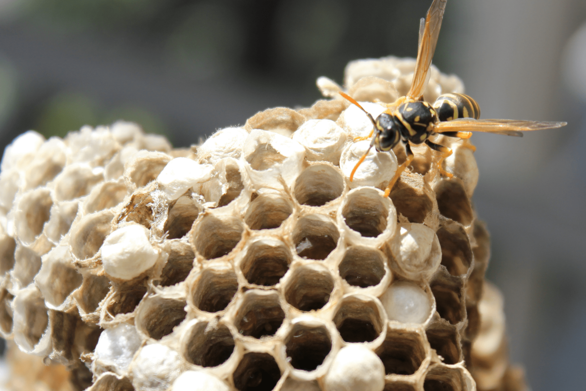 Stop Summer Wasps Before They Start by Eliminating the Queen in Spring ...