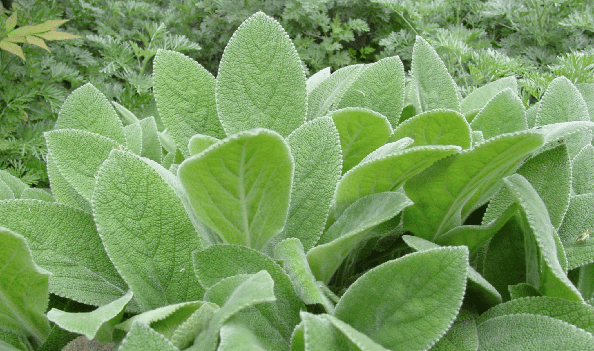 Don’t Grow These 6 Perennials In Your Garden, Horticulturists Warn ...