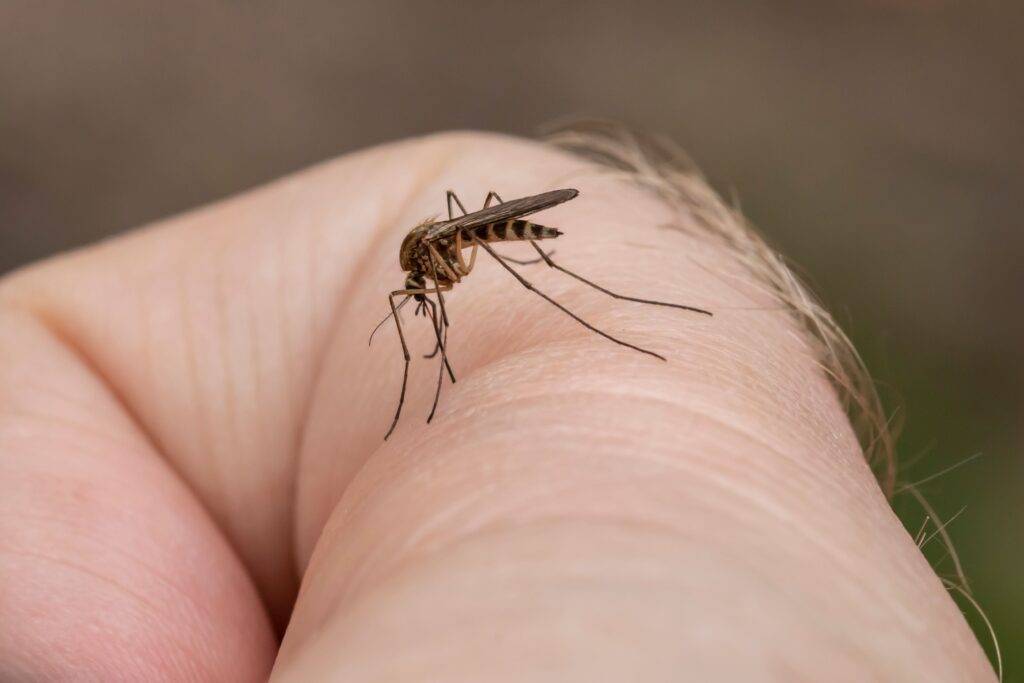 How To Get Rid Of The 7 Most Common Summer Pests - ManMadeDIY