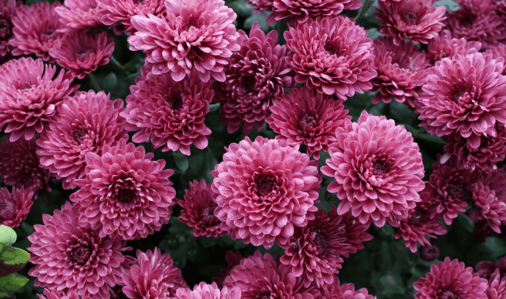 7 Fall Flowers That Can Handle Cooler Weather - ManMadeDIY