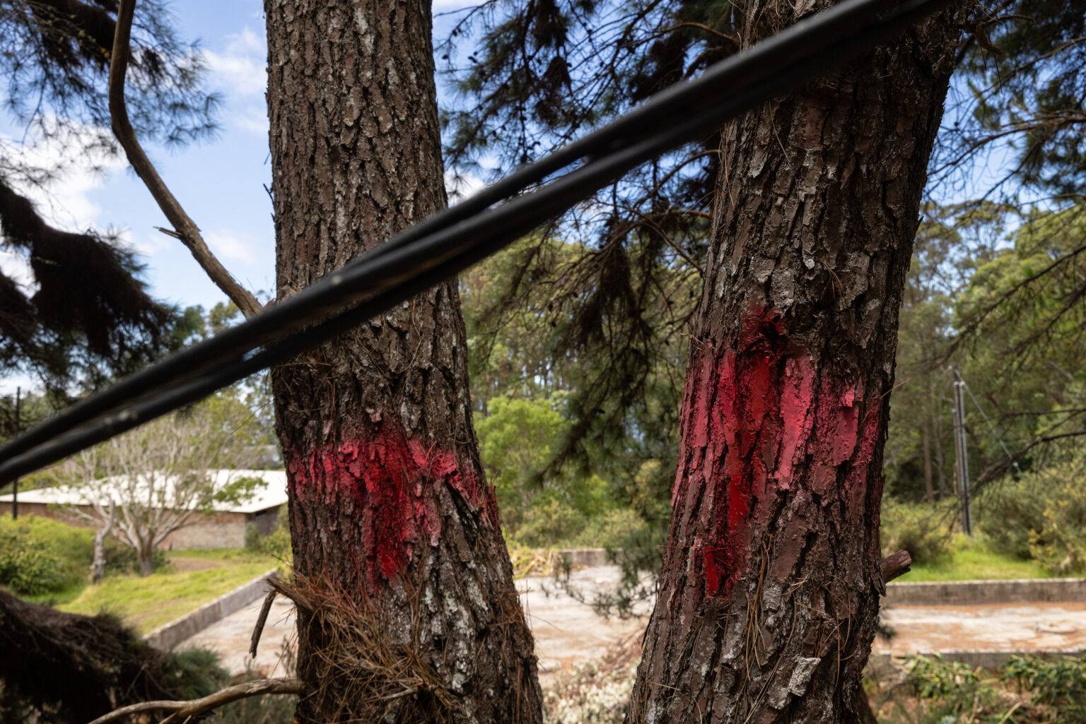 See Paint Markings On A Tree? This Is What Every Color And Symbol Means ...