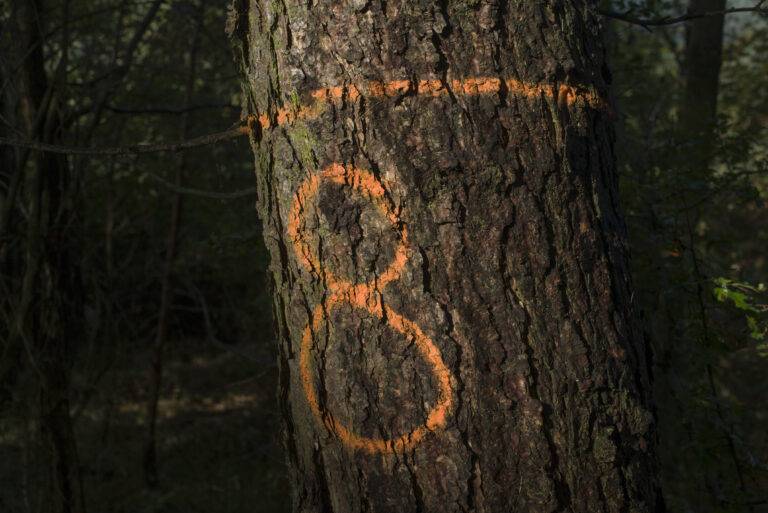 See Paint Markings On A Tree? This Is What Every Color And Symbol Means ...